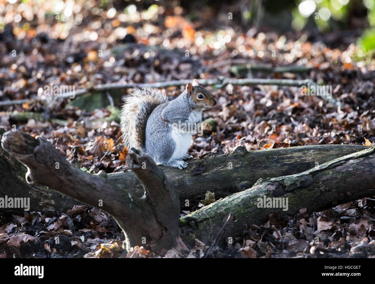 Drey squirrel hi-res stock photography and images - Alamy