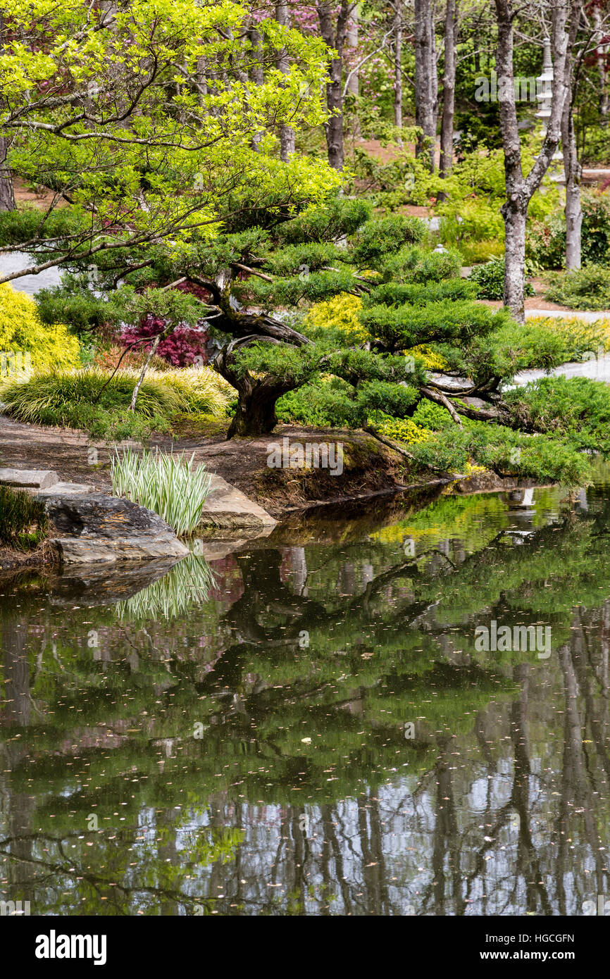 Japanese trees hi-res stock photography and images - Alamy