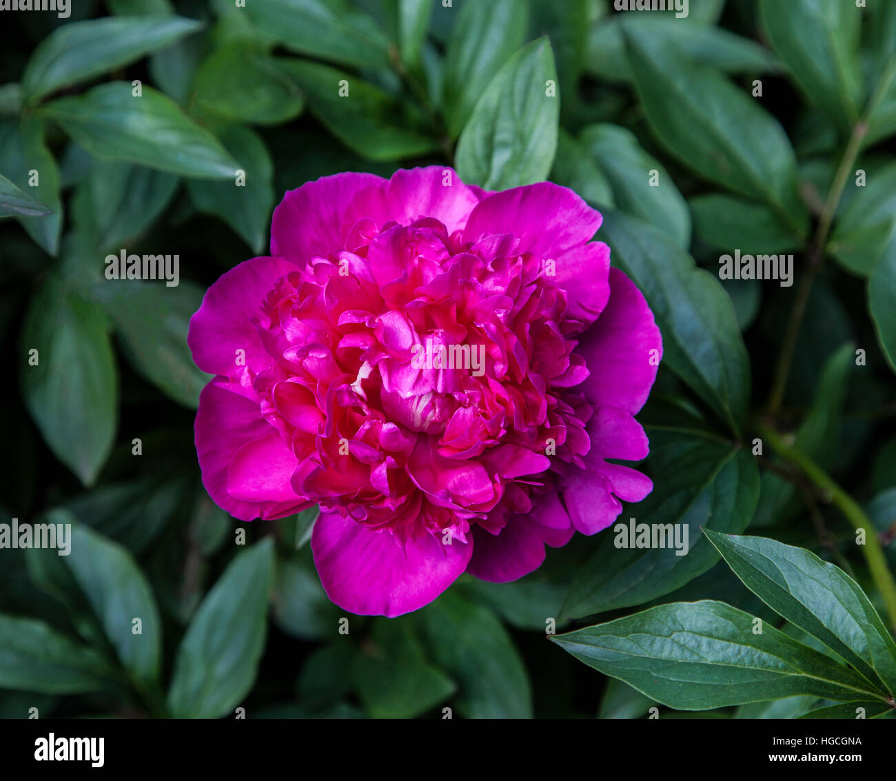 Close up colorful pink Peony flower, florals, botanicals colour ...