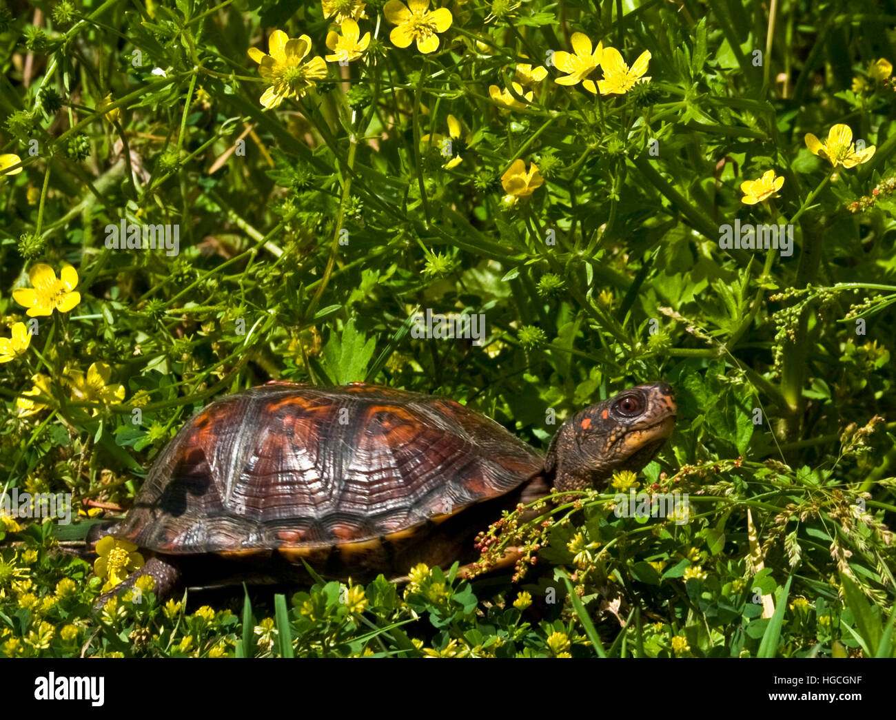 Eastern box turtle hi-res stock photography and images - Alamy