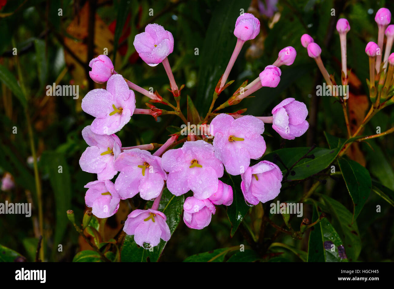 Luculia gratissima hi-res stock photography and images - Alamy