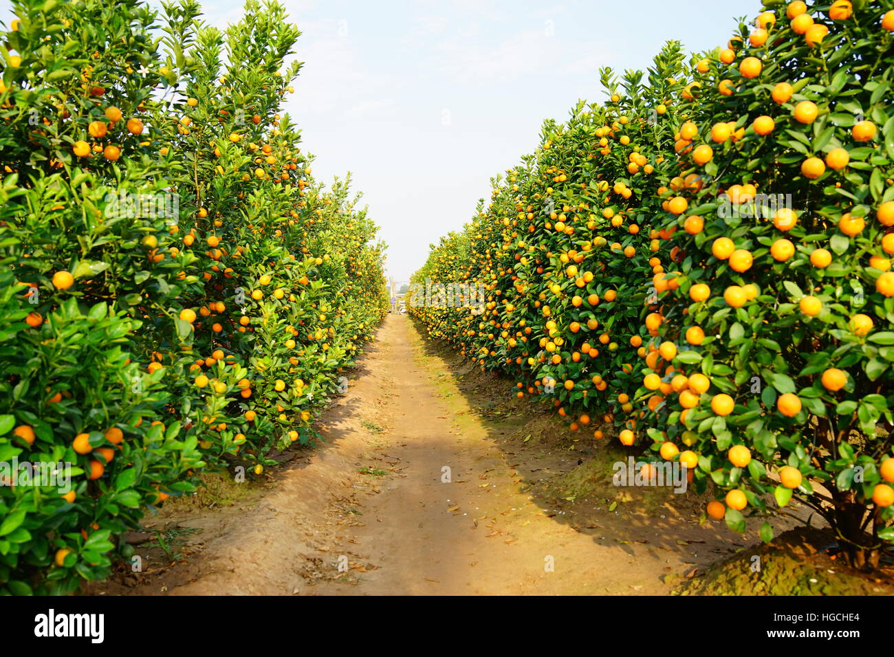 Growing Tangerines at Hanoi, Vietnam Stock Photo - Alamy