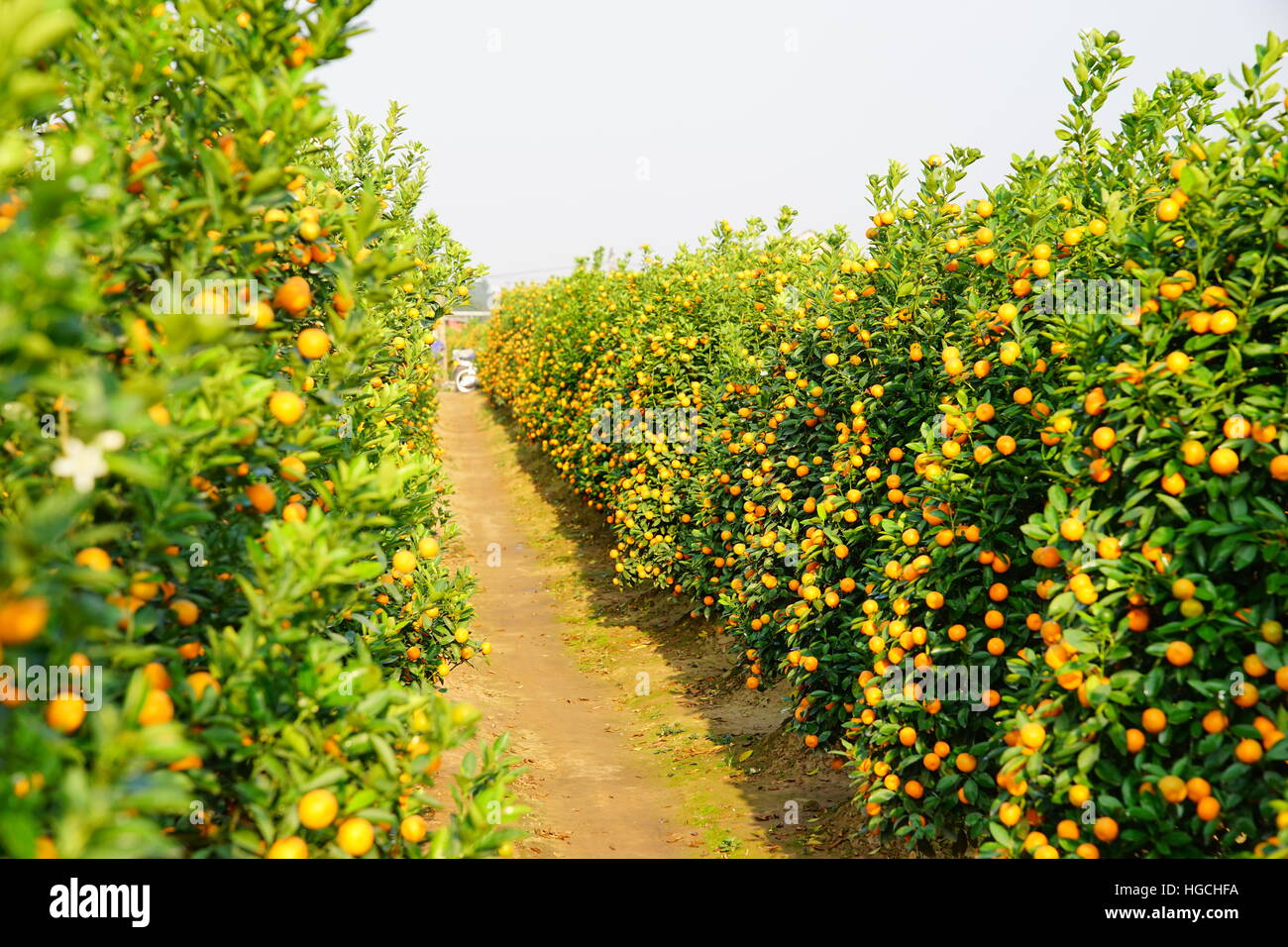 Growing Tangerines at Hanoi, Vietnam Stock Photo - Alamy