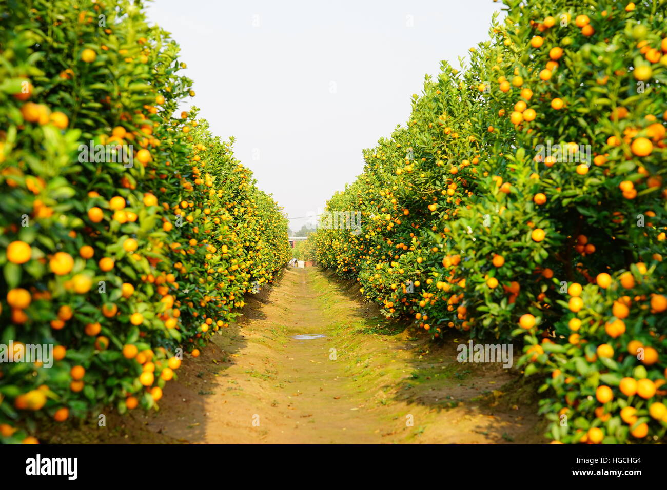 Growing Tangerines at Hanoi, Vietnam Stock Photo - Alamy