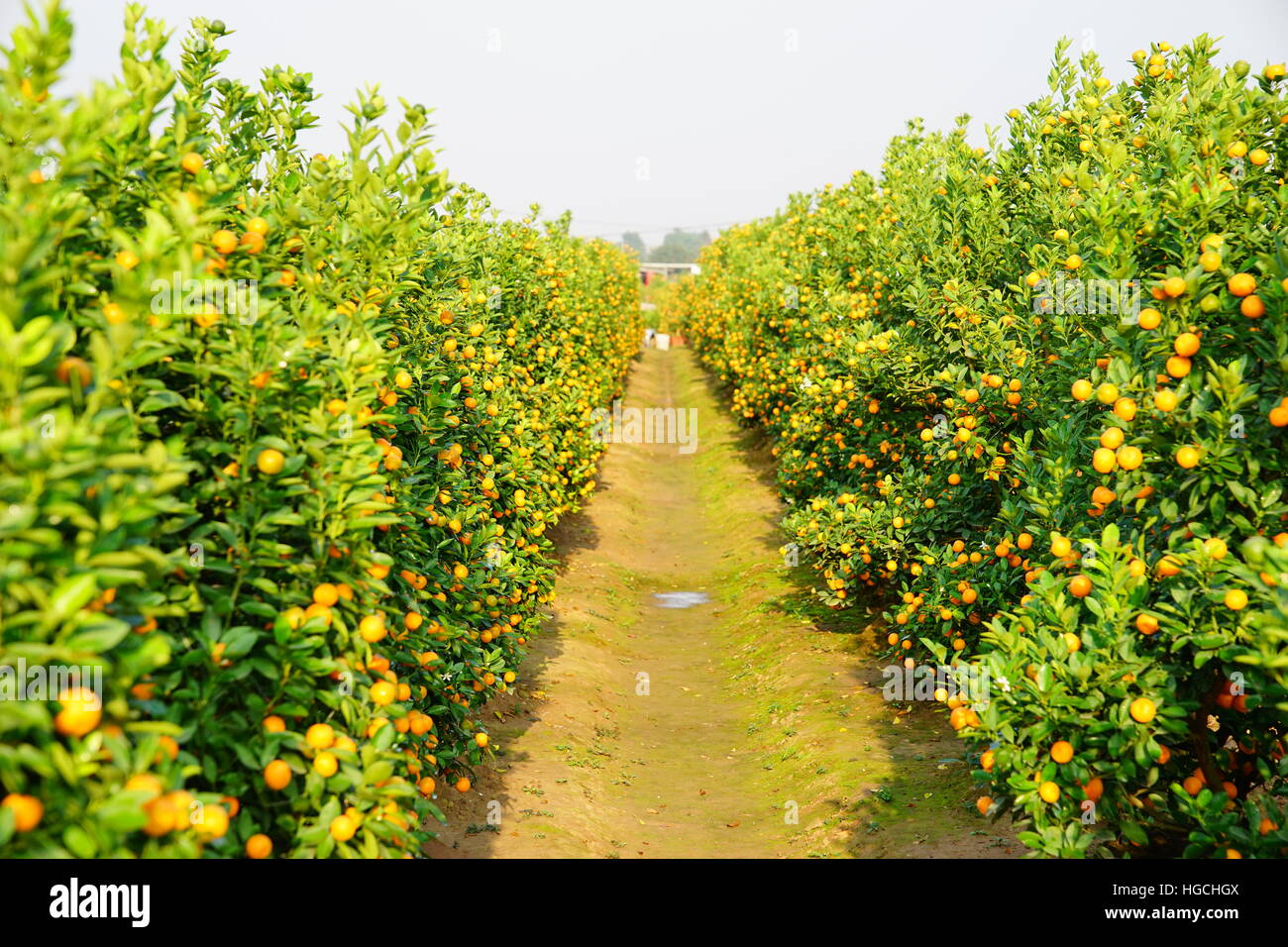 Tangerine colored sky hi-res stock photography and images - Alamy