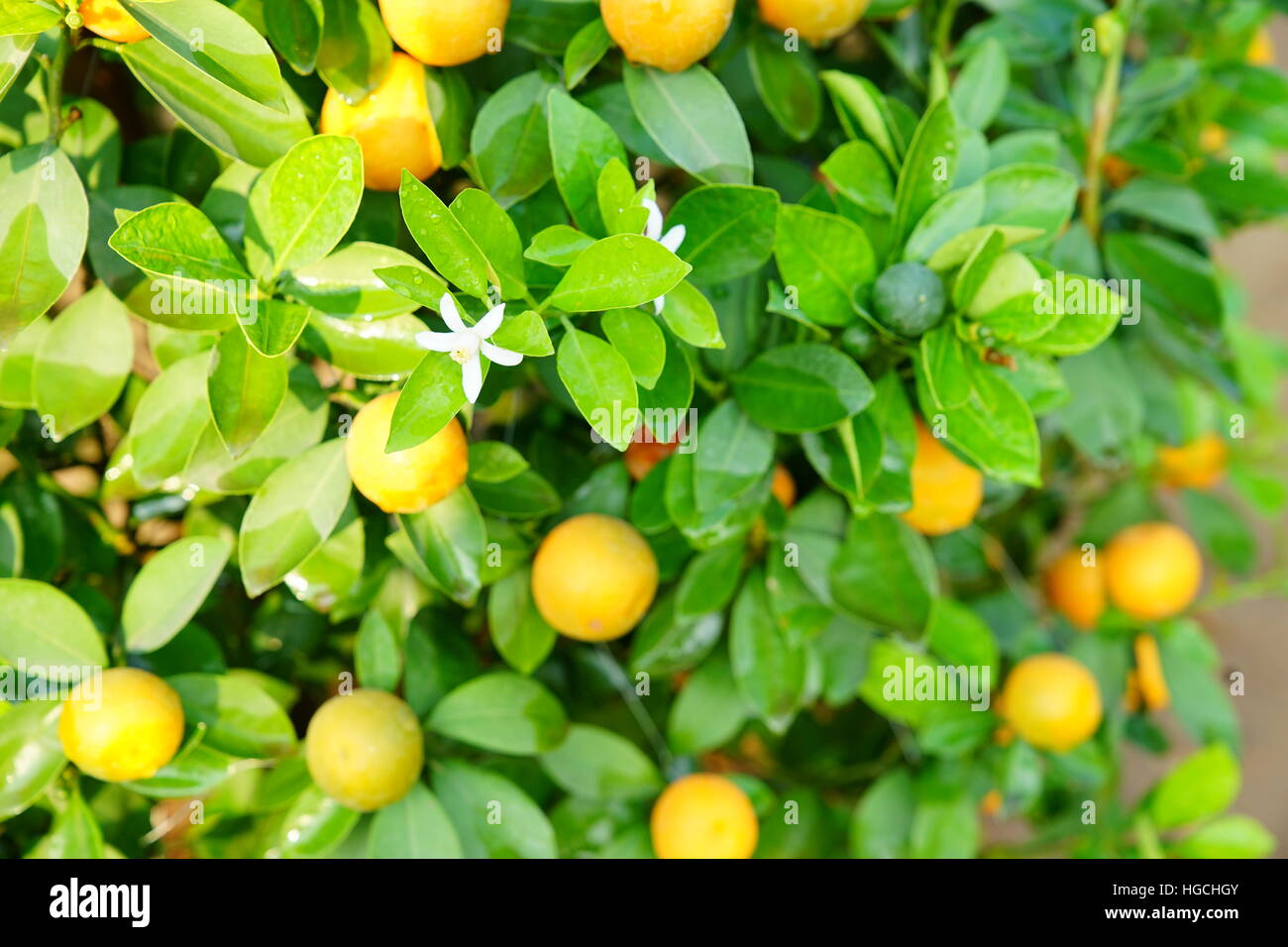 Tangerine colored sky hi-res stock photography and images - Alamy