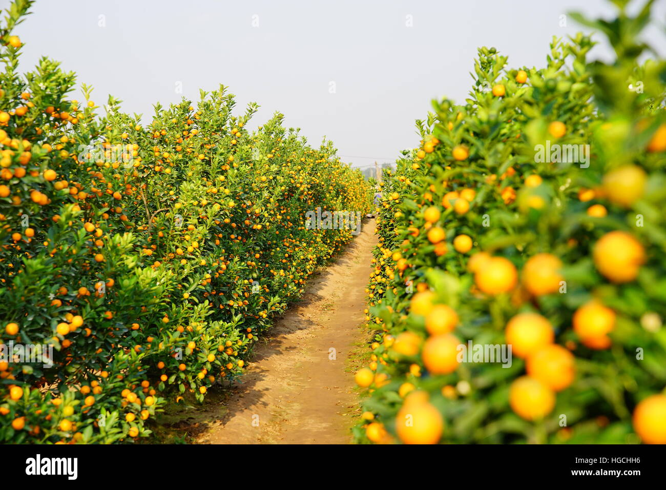 Growing Tangerines at Hanoi, Vietnam Stock Photo - Alamy