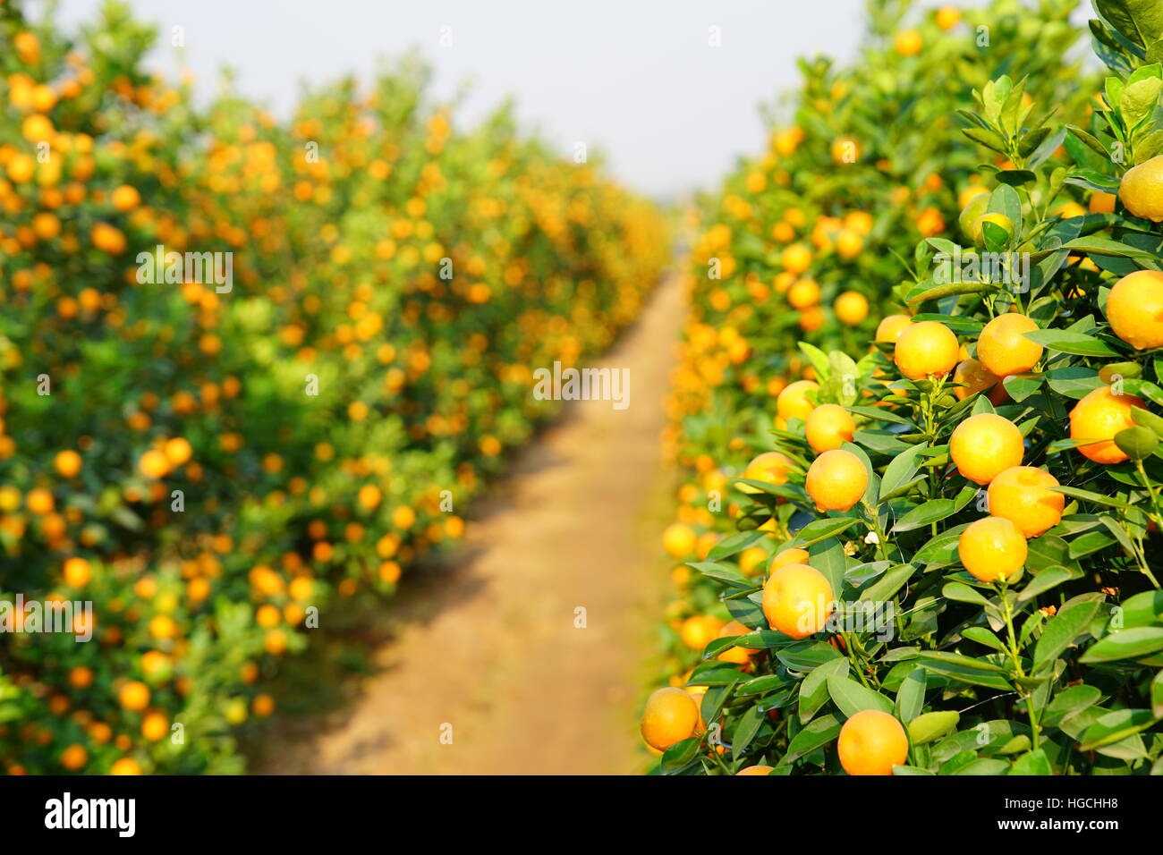 Growing Tangerines at Hanoi, Vietnam Stock Photo - Alamy