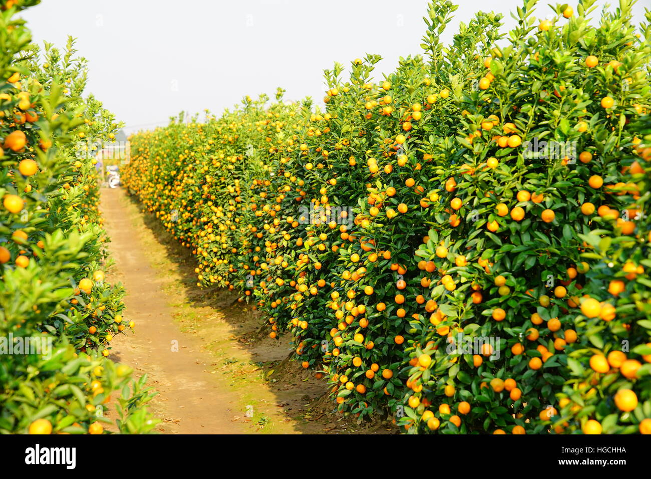 Growing Tangerines at Hanoi, Vietnam Stock Photo - Alamy