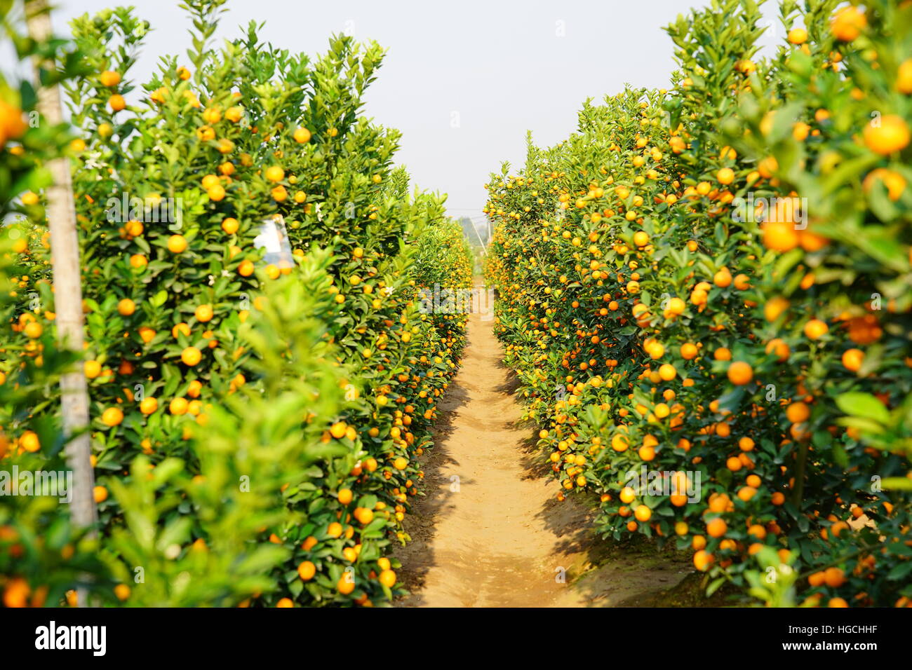 Growing Tangerines at Hanoi, Vietnam Stock Photo - Alamy