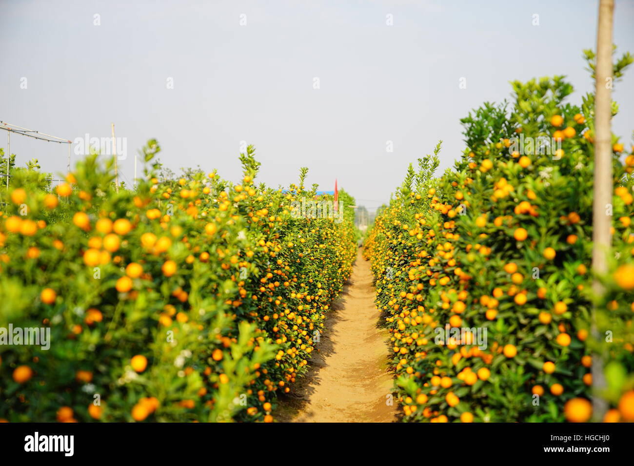 Growing Tangerines at Hanoi, Vietnam Stock Photo - Alamy