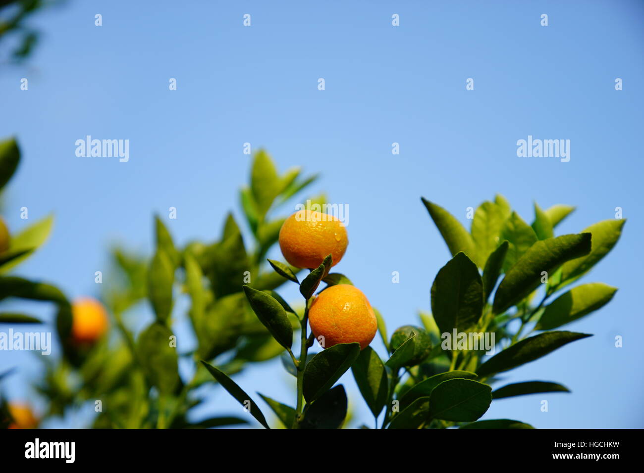 Growing Tangerines at Hanoi, Vietnam Stock Photo - Alamy