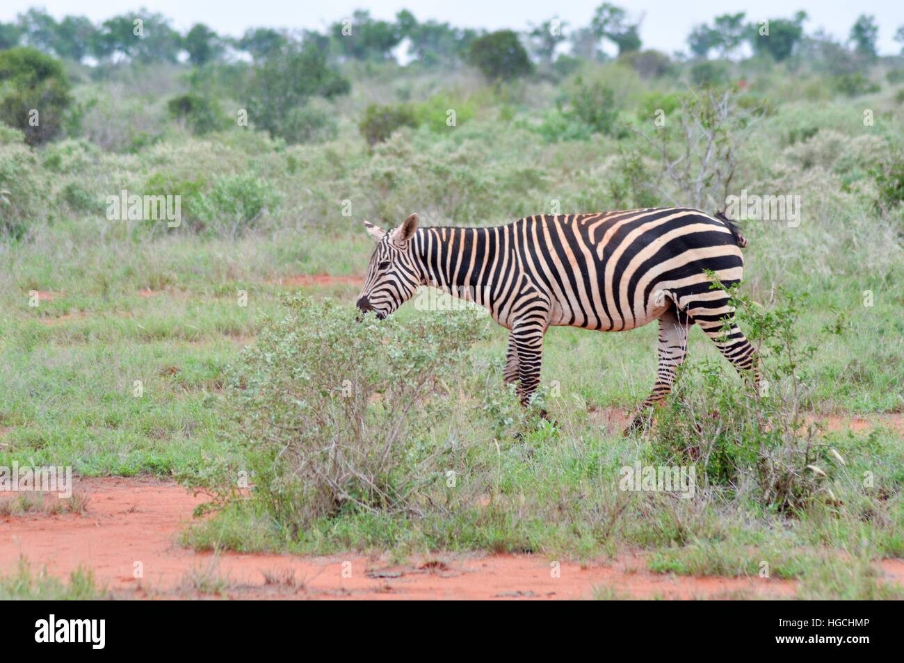 A zebra grazing in the savannah of Tsavo park is at Ken Stock Photo - Alamy