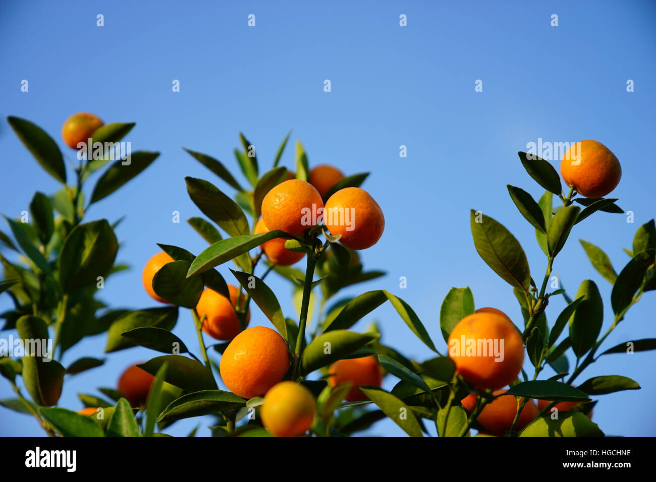 Growing Tangerines at Hanoi, Vietnam Stock Photo - Alamy
