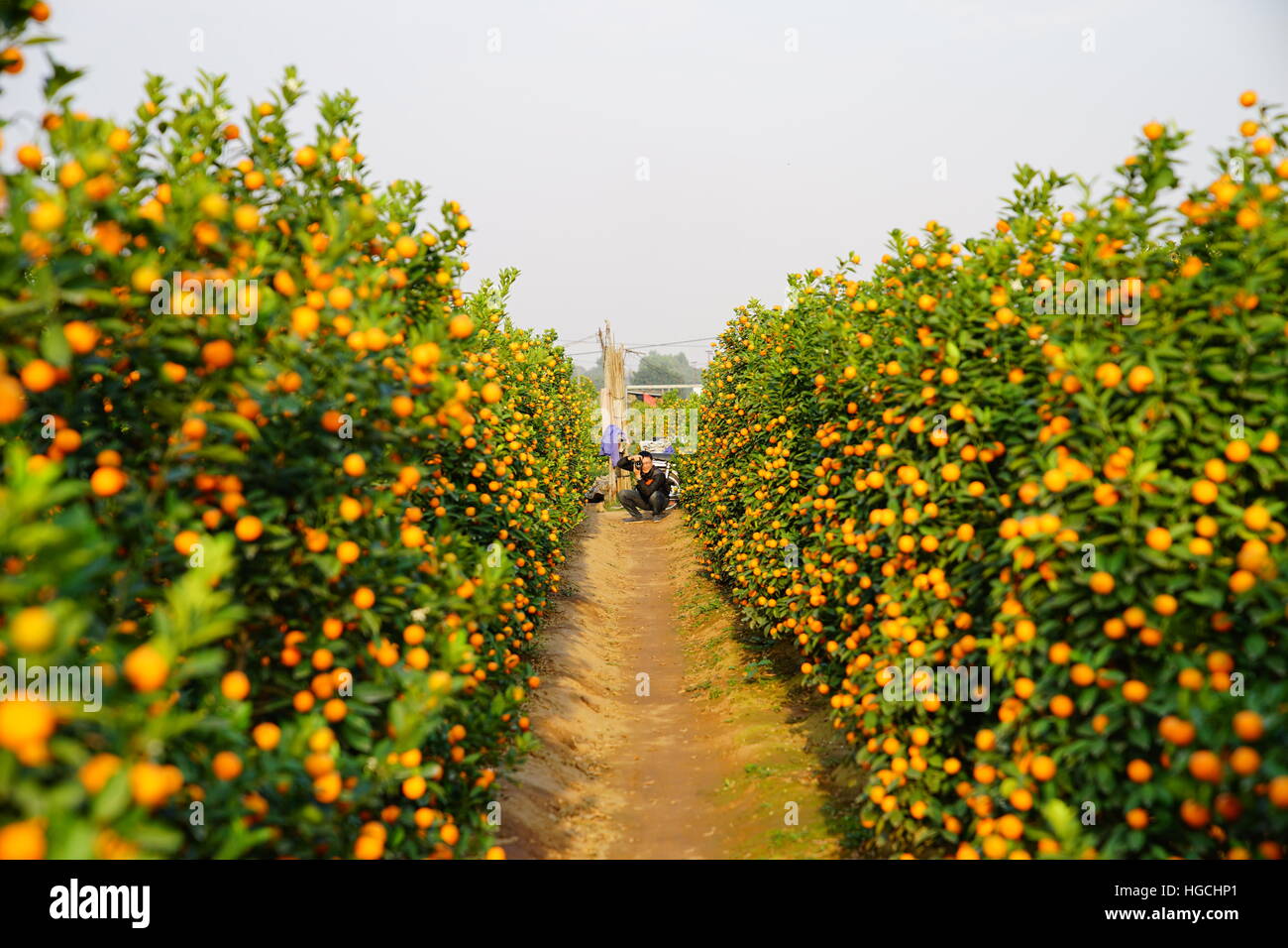 Growing Tangerines at Hanoi, Vietnam Stock Photo - Alamy