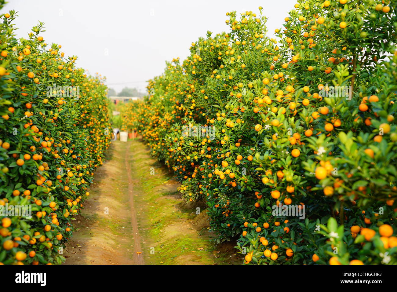 Growing Tangerines at Hanoi, Vietnam Stock Photo - Alamy
