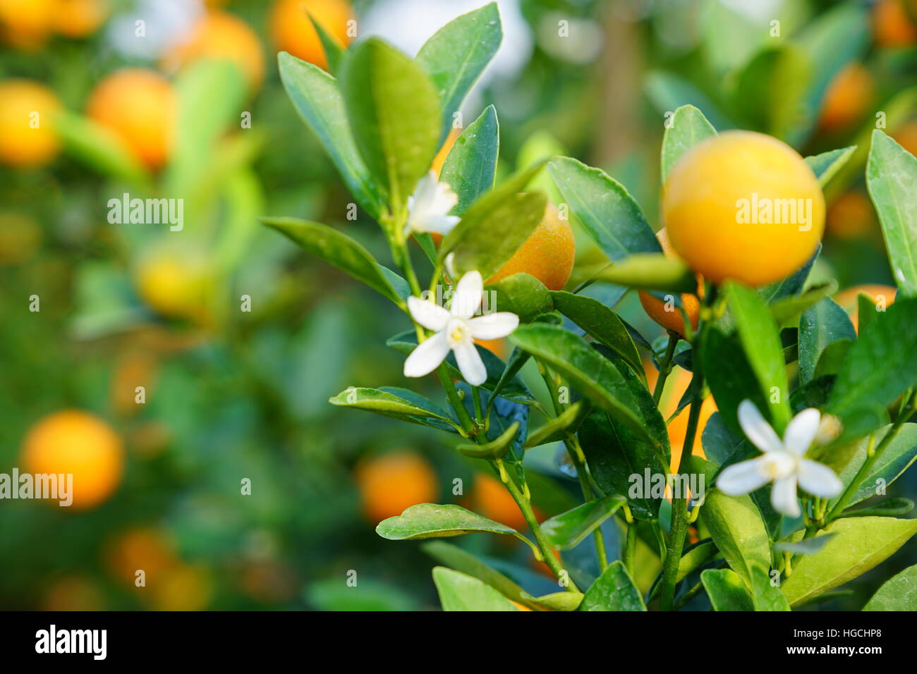 Growing Tangerines at Hanoi, Vietnam Stock Photo - Alamy
