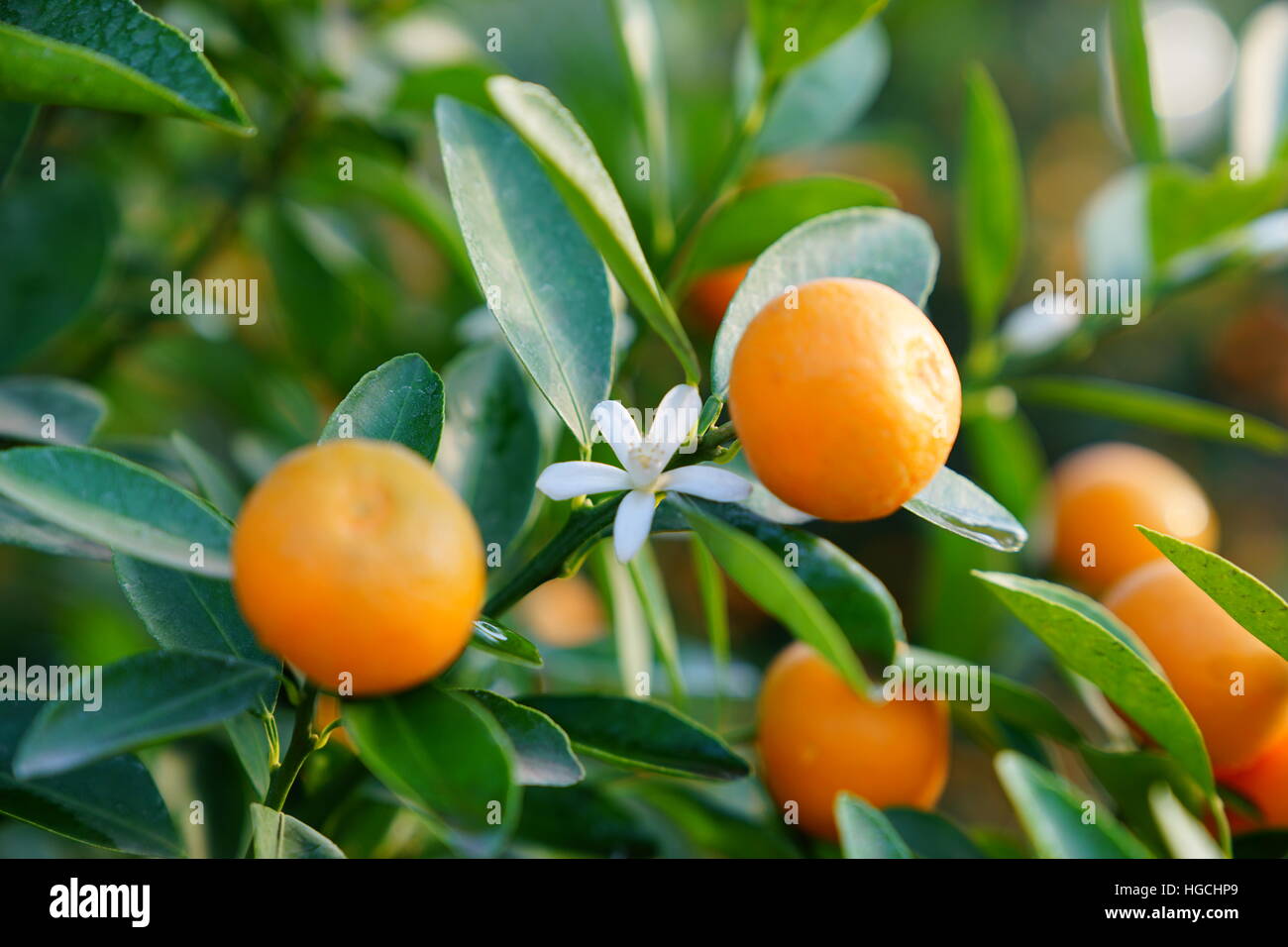 Growing Tangerines at Hanoi, Vietnam Stock Photo - Alamy