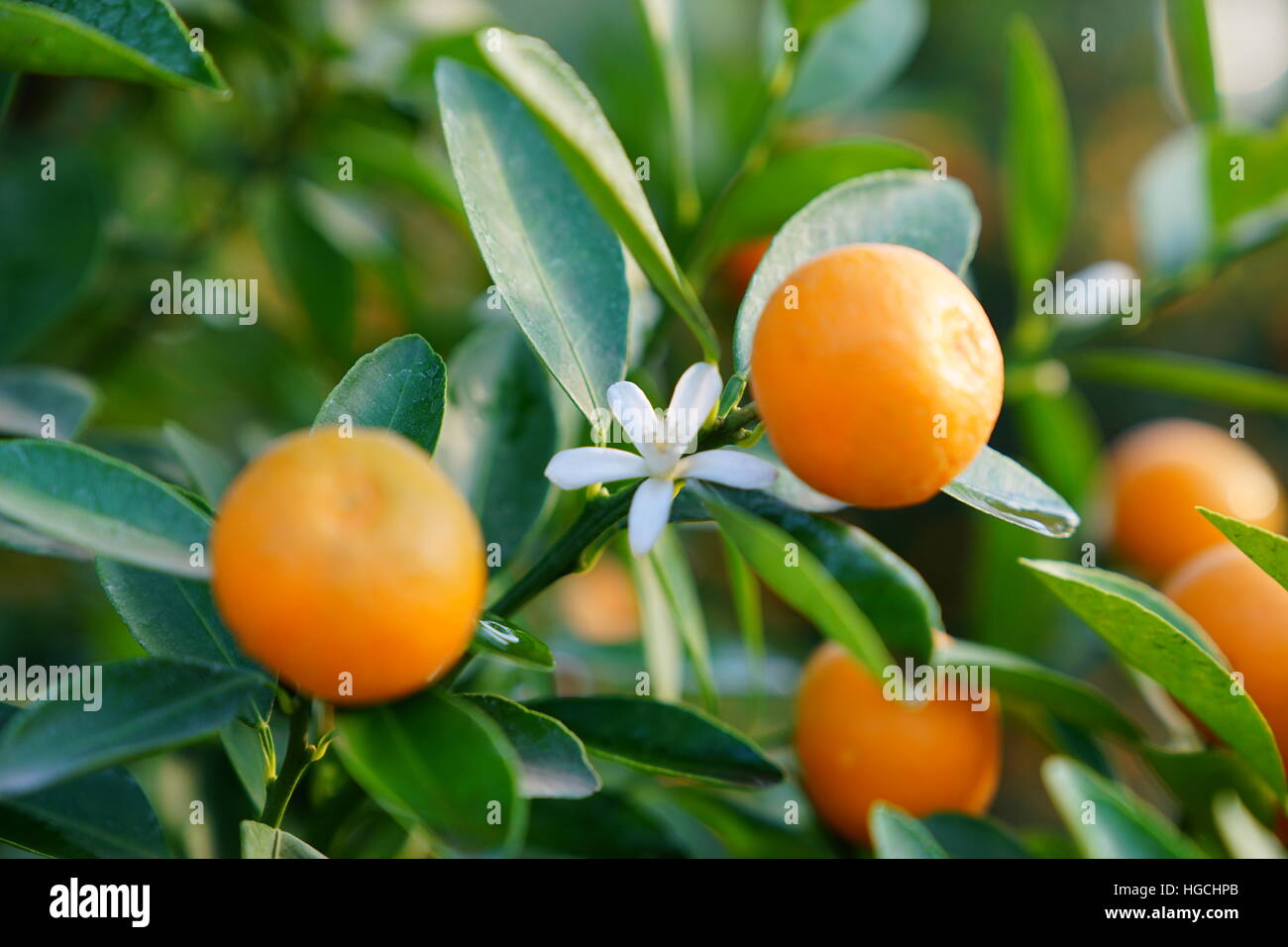 Growing Tangerines at Hanoi, Vietnam Stock Photo - Alamy