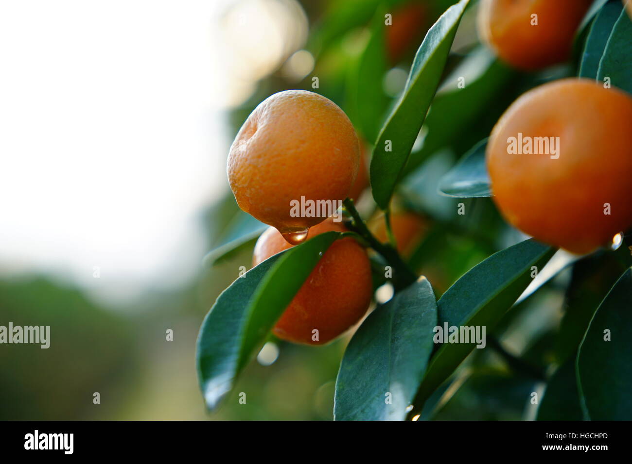 Growing Tangerines at Hanoi, Vietnam Stock Photo - Alamy