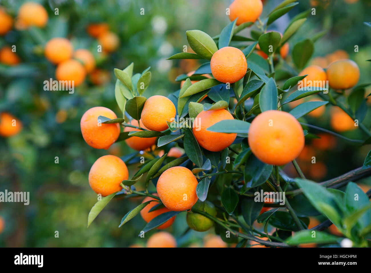 Growing Tangerines at Hanoi, Vietnam Stock Photo - Alamy