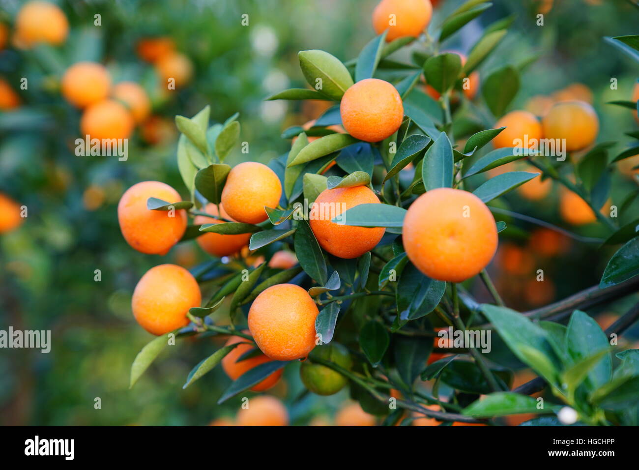 Growing Tangerines at Hanoi, Vietnam Stock Photo - Alamy