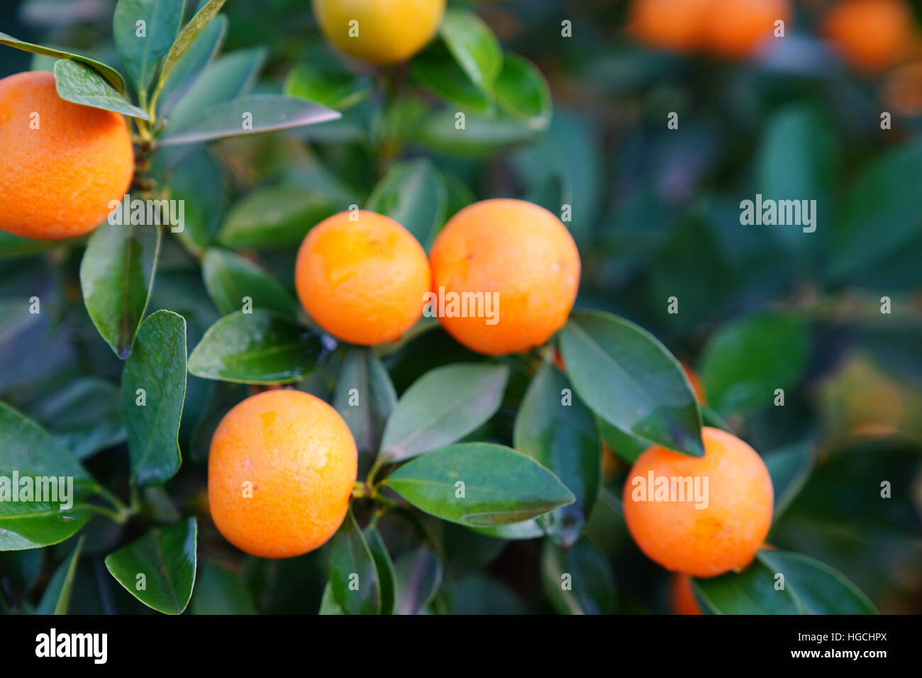 Growing Tangerines at Hanoi, Vietnam Stock Photo - Alamy