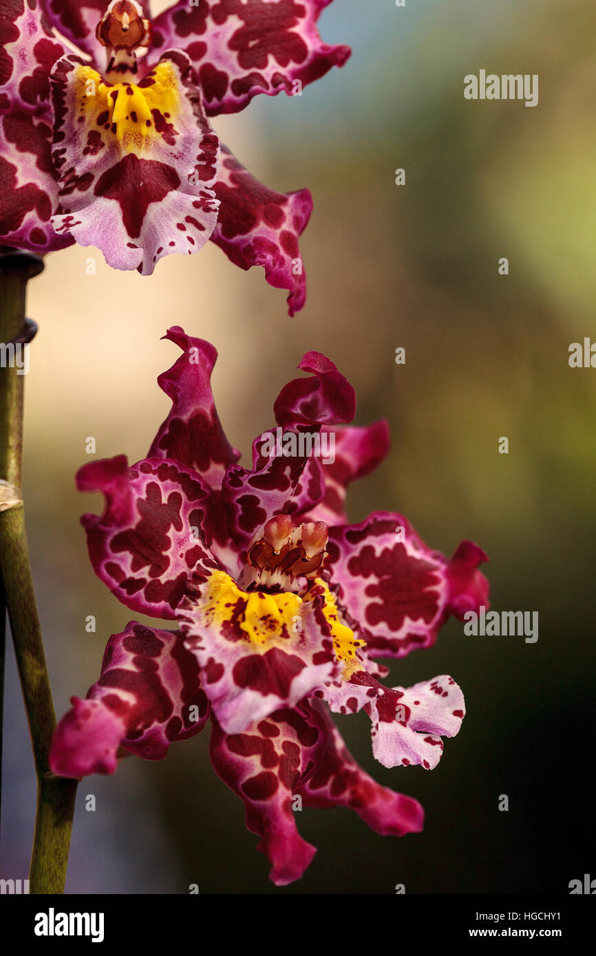 Pink spotted Cattleya orchid flower morph with two stamens blooms in ...