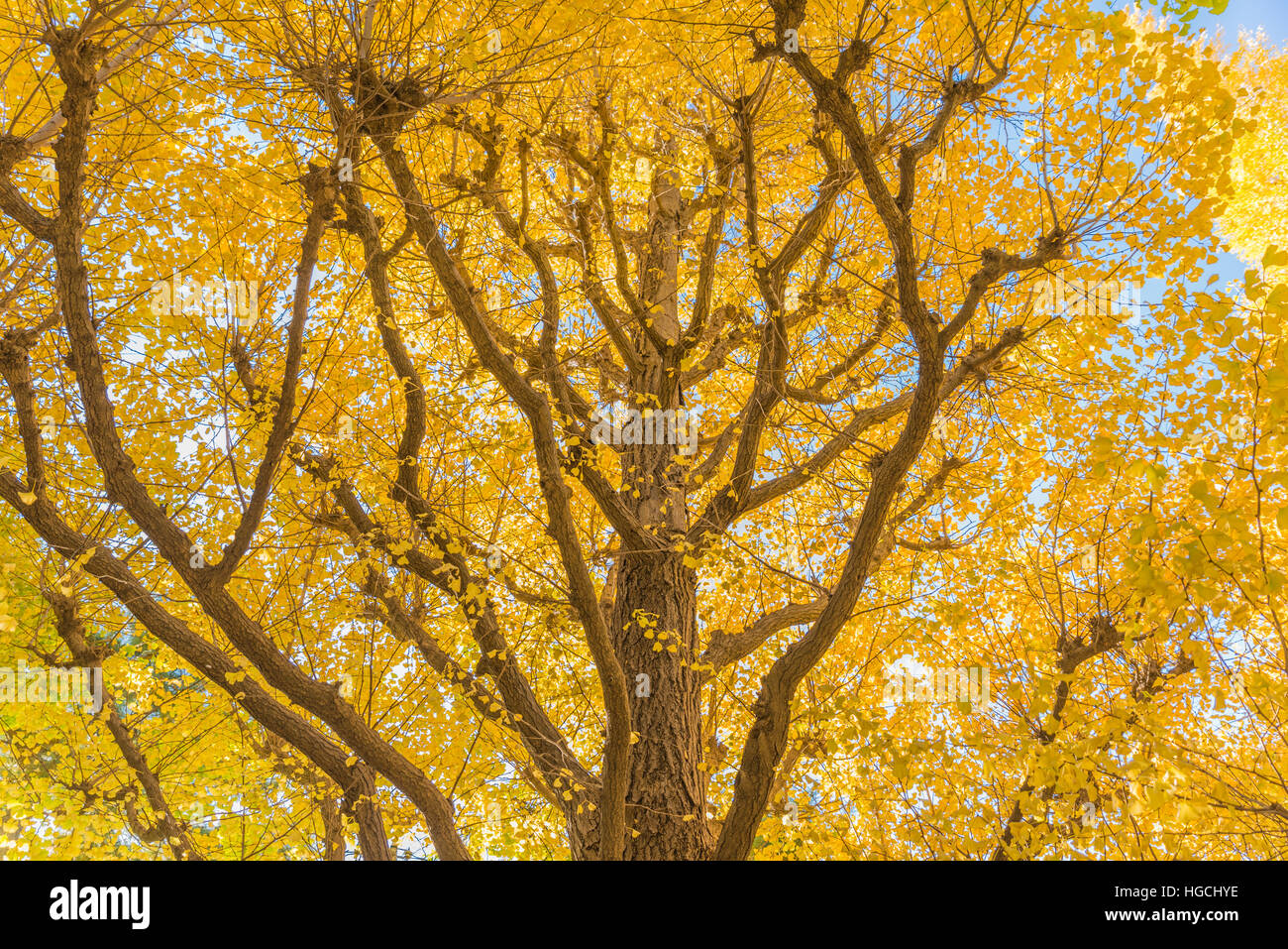 Yellow ginkgo leaves in Autumn of Japan Stock Photo - Alamy