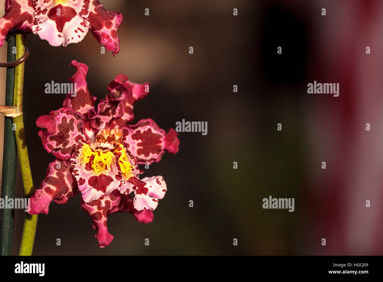 Pink spotted Cattleya orchid flower morph with two stamens blooms in ...