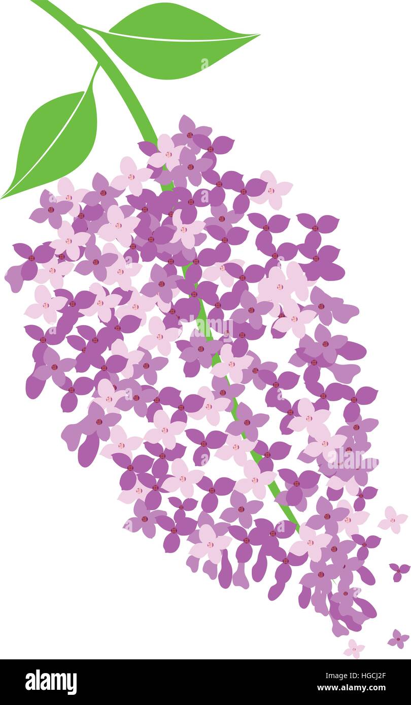 Lilac vector vectors Stock Vector Images - Alamy