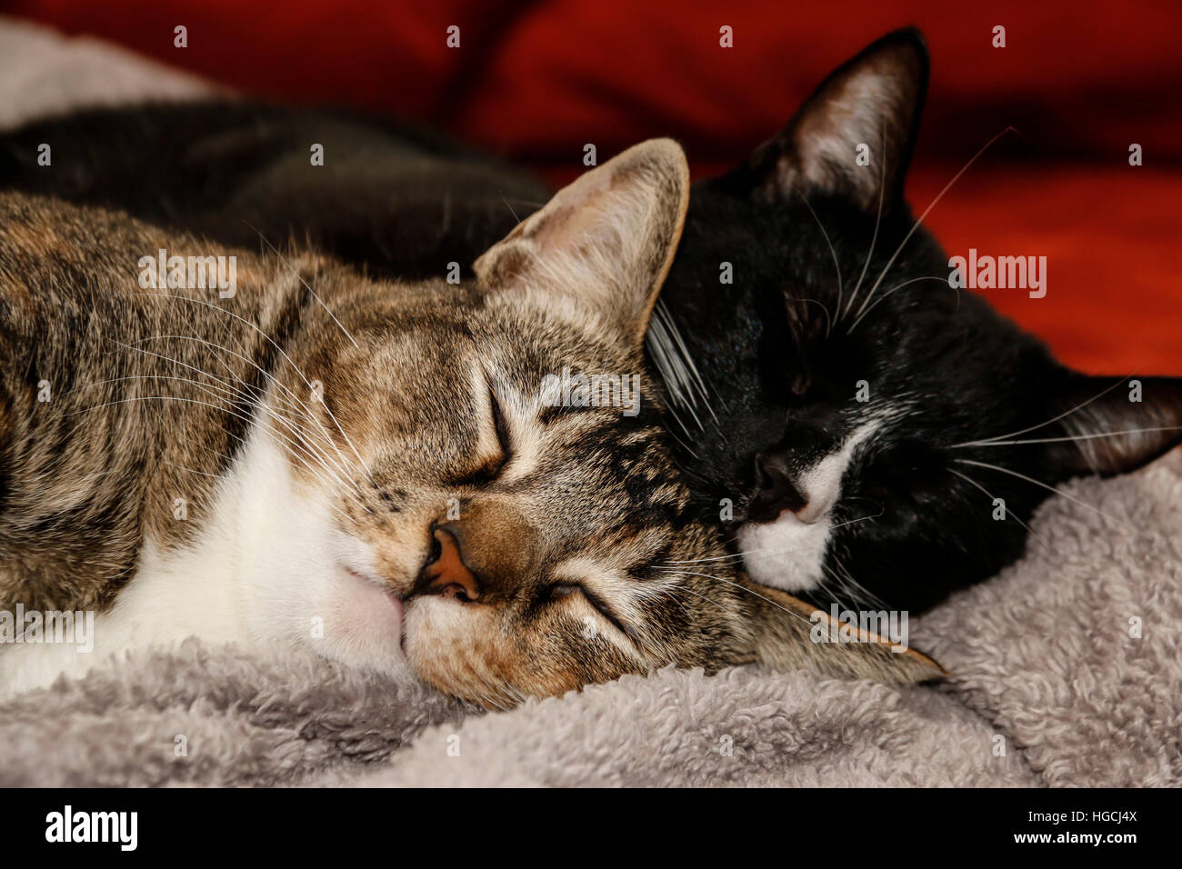 Pictures of cats and kittens hi-res stock photography and images - Alamy