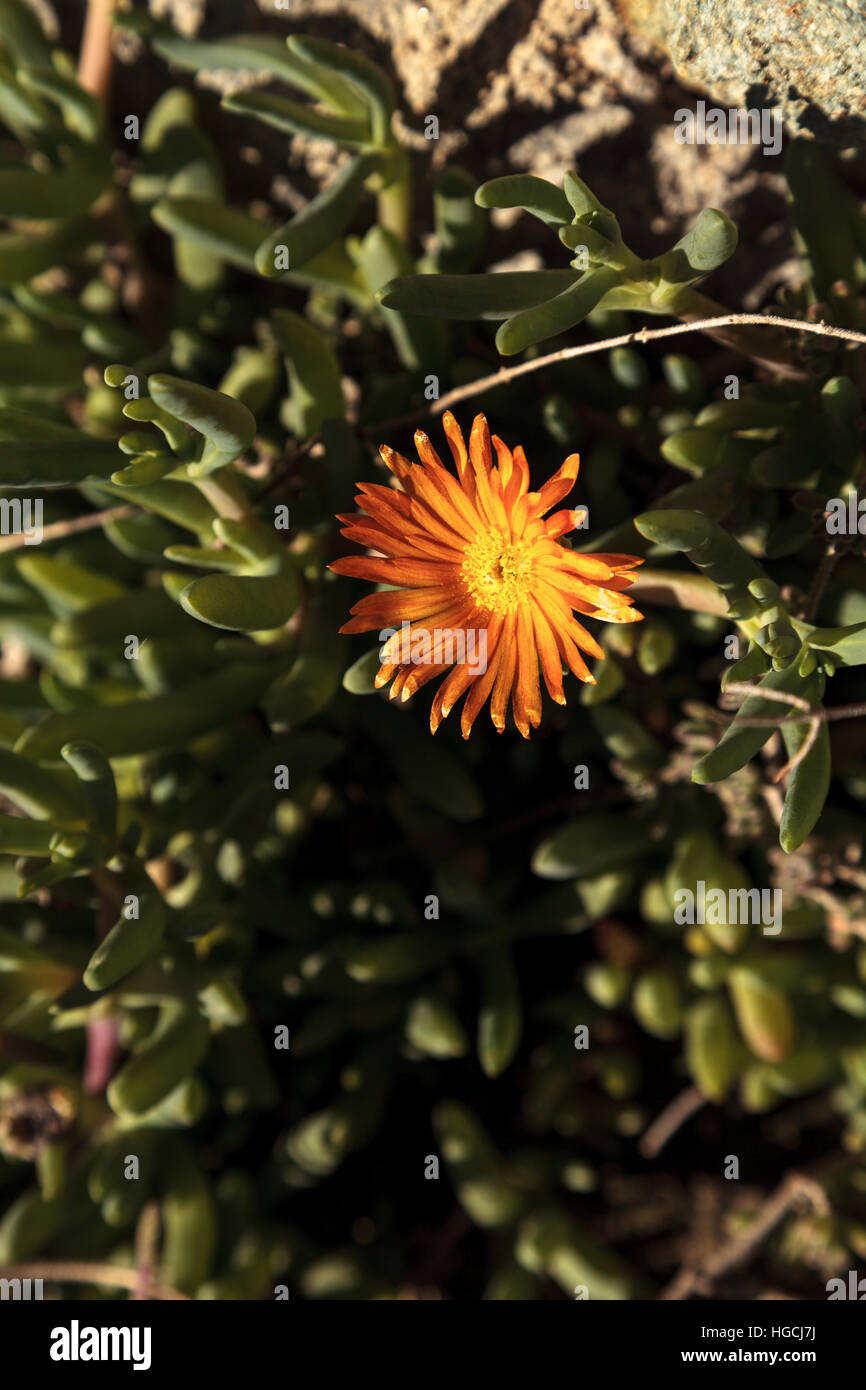 California ground cover plant hi-res stock photography and images - Alamy