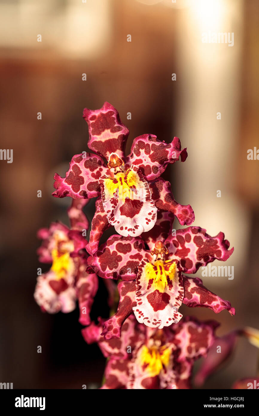Pink spotted Cattleya orchid flower blooms in a botanical garden in ...