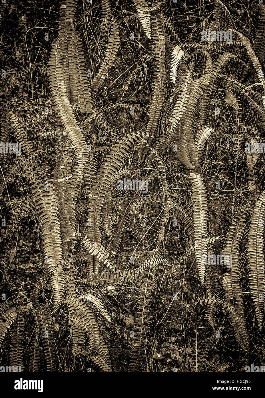 Abstract nature plant pattern Stock Photo - Alamy