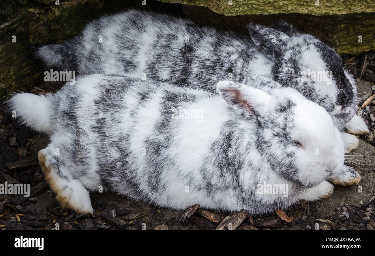 Rabbits in love Stock Photo - Alamy