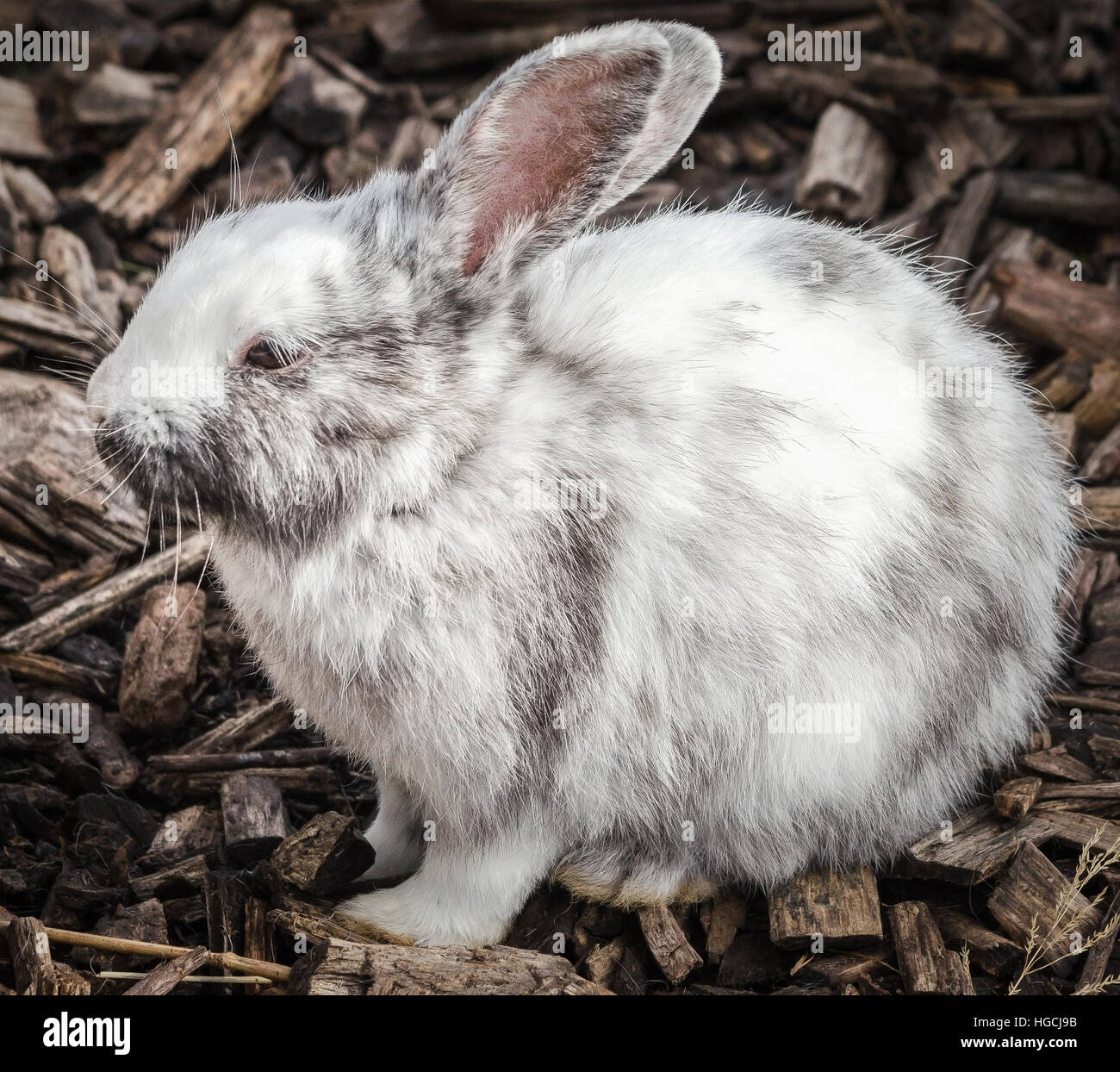 Rabbit white hi-res stock photography and images - Alamy