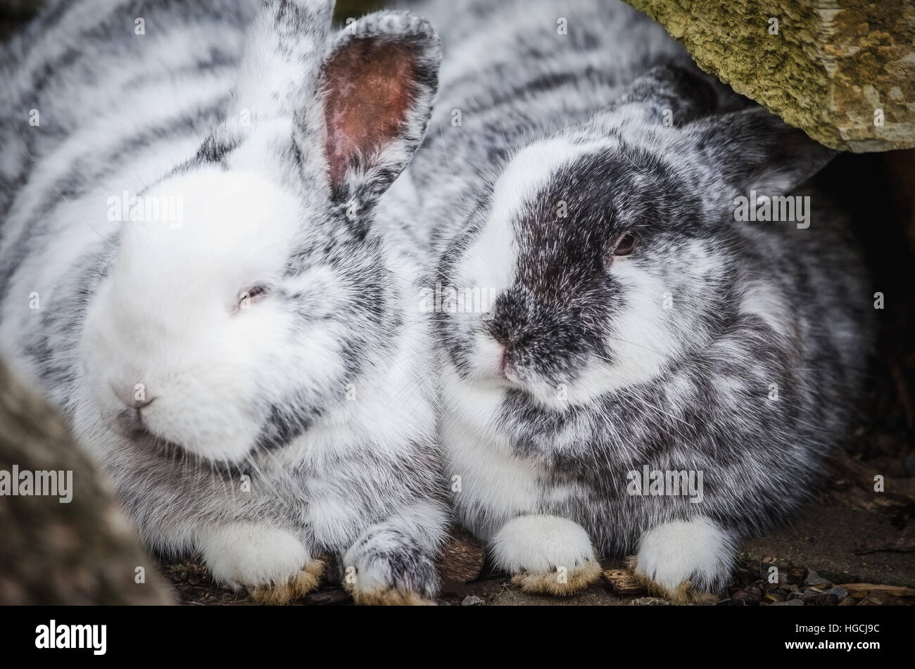 Black rabbit and white rabbits hi-res stock photography and images - Alamy