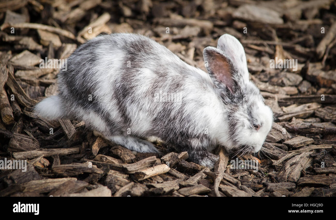 White rabbit looking for food Stock Photo - Alamy