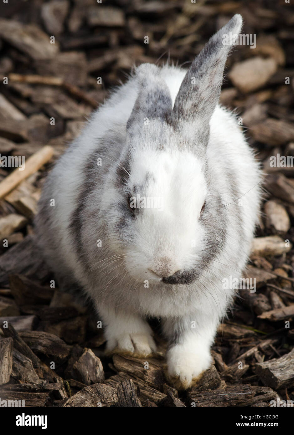 White walking cute rabbit Stock Photo - Alamy