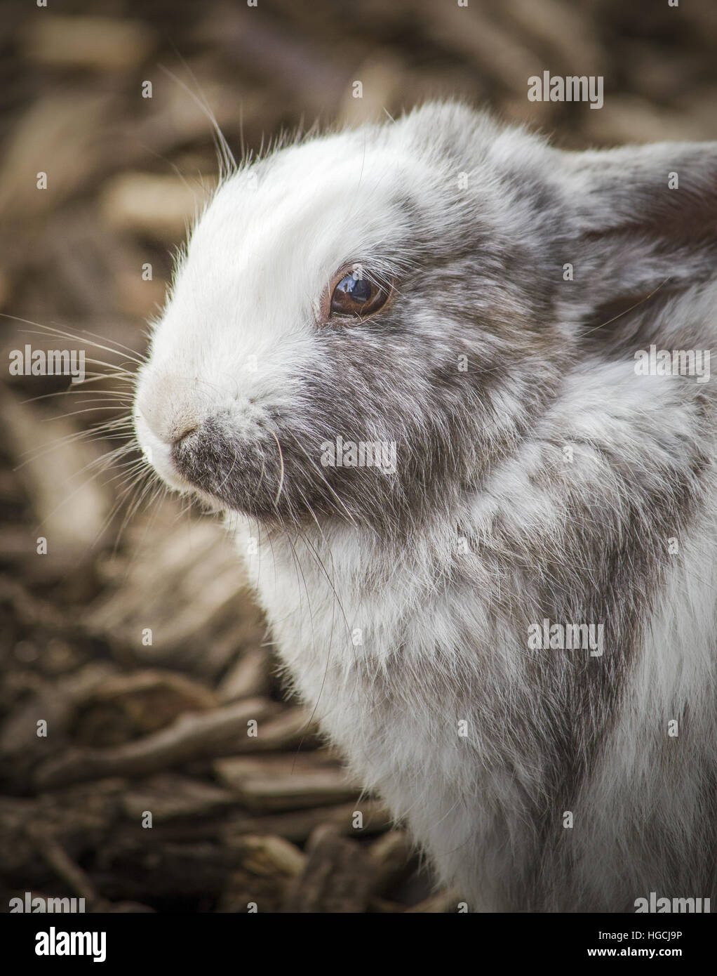 White cute rabbit Stock Photo - Alamy