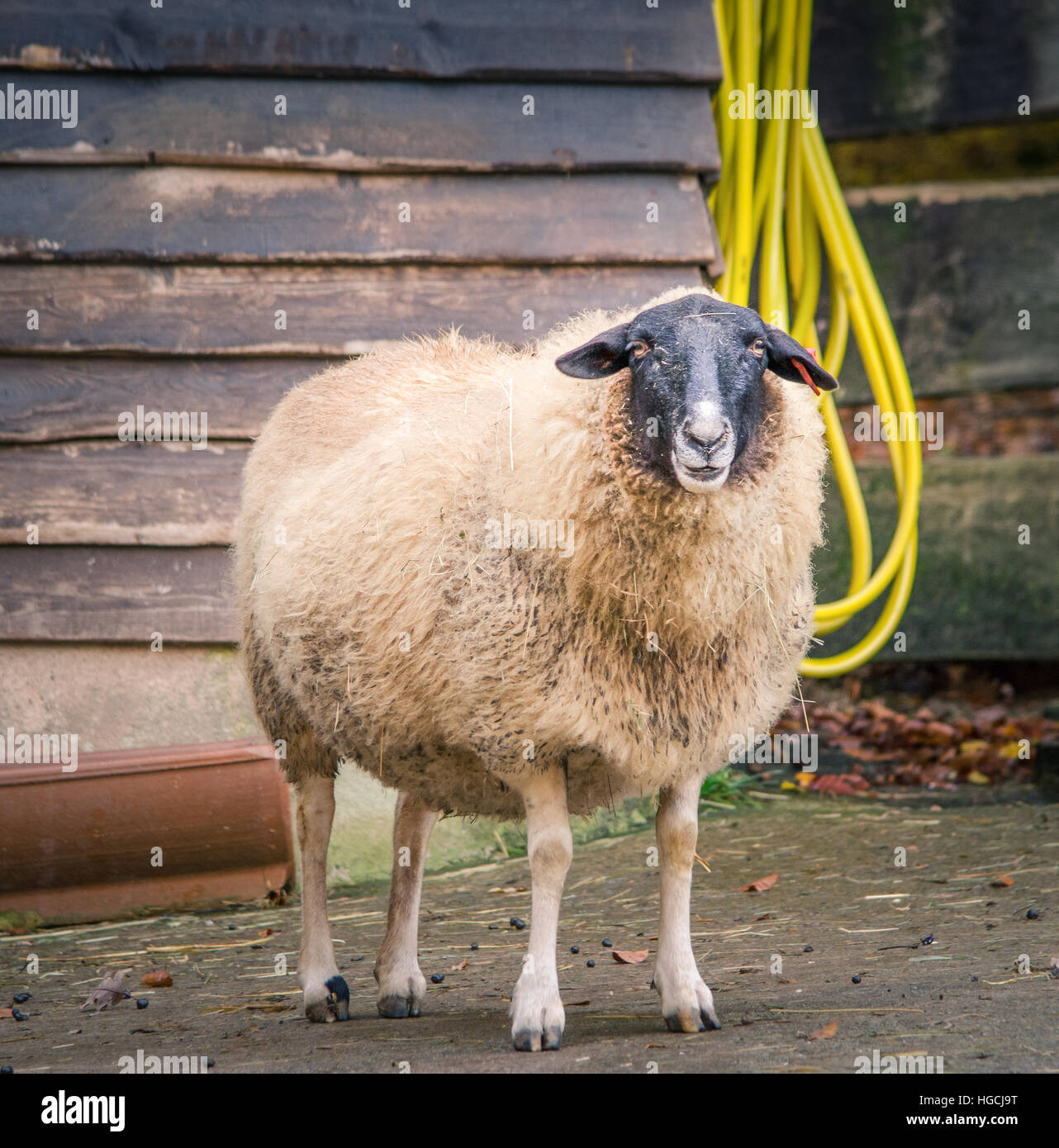 Portrait nature hi-res stock photography and images - Alamy