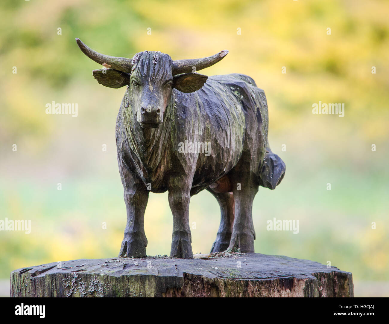 Bull figure closeup portrait Stock Photo - Alamy