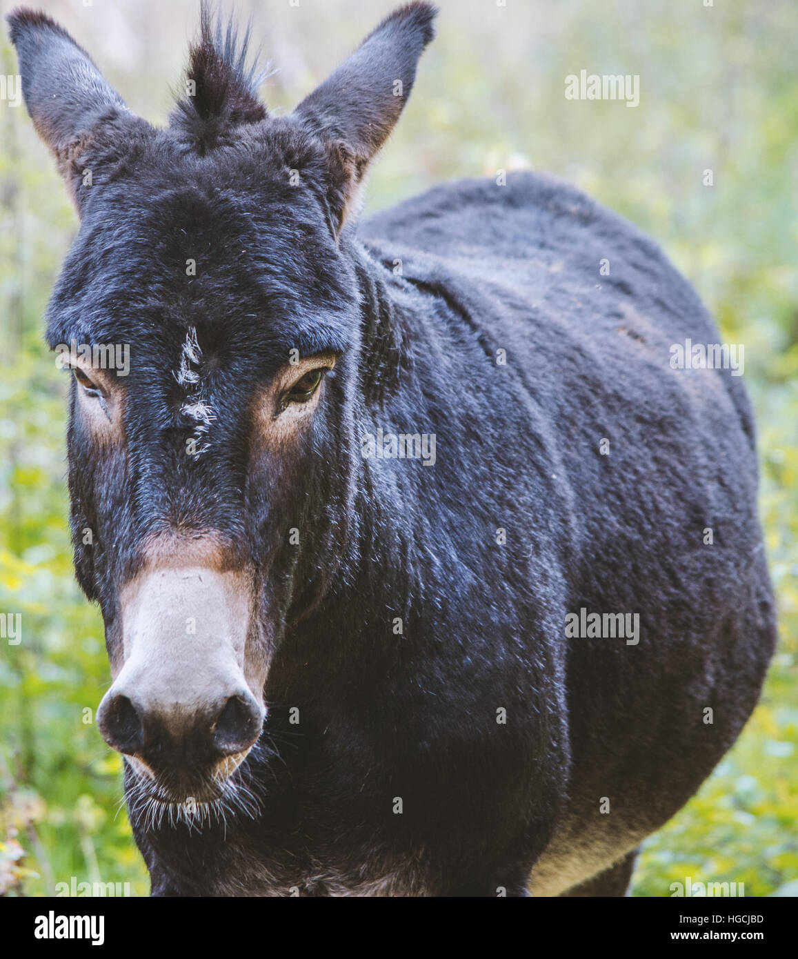 Donkey face hi-res stock photography and images - Alamy