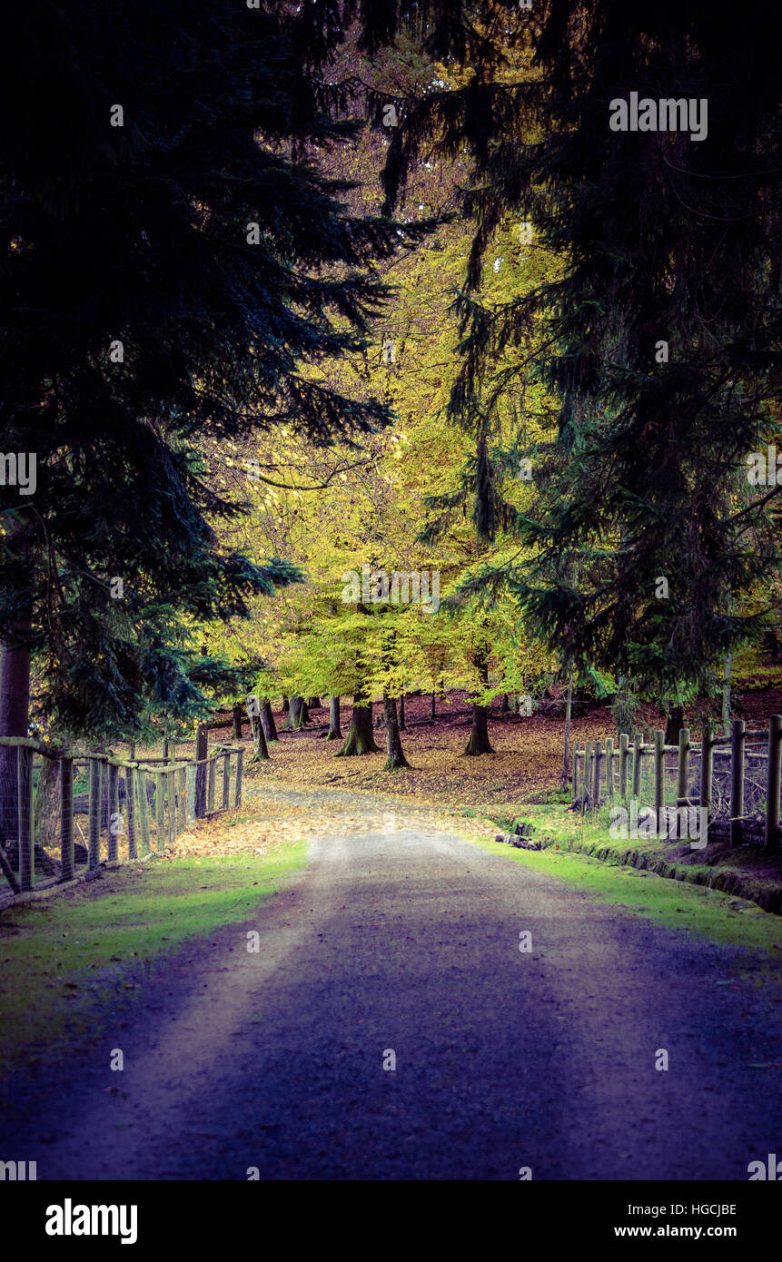 Deep forest hi-res stock photography and images - Alamy