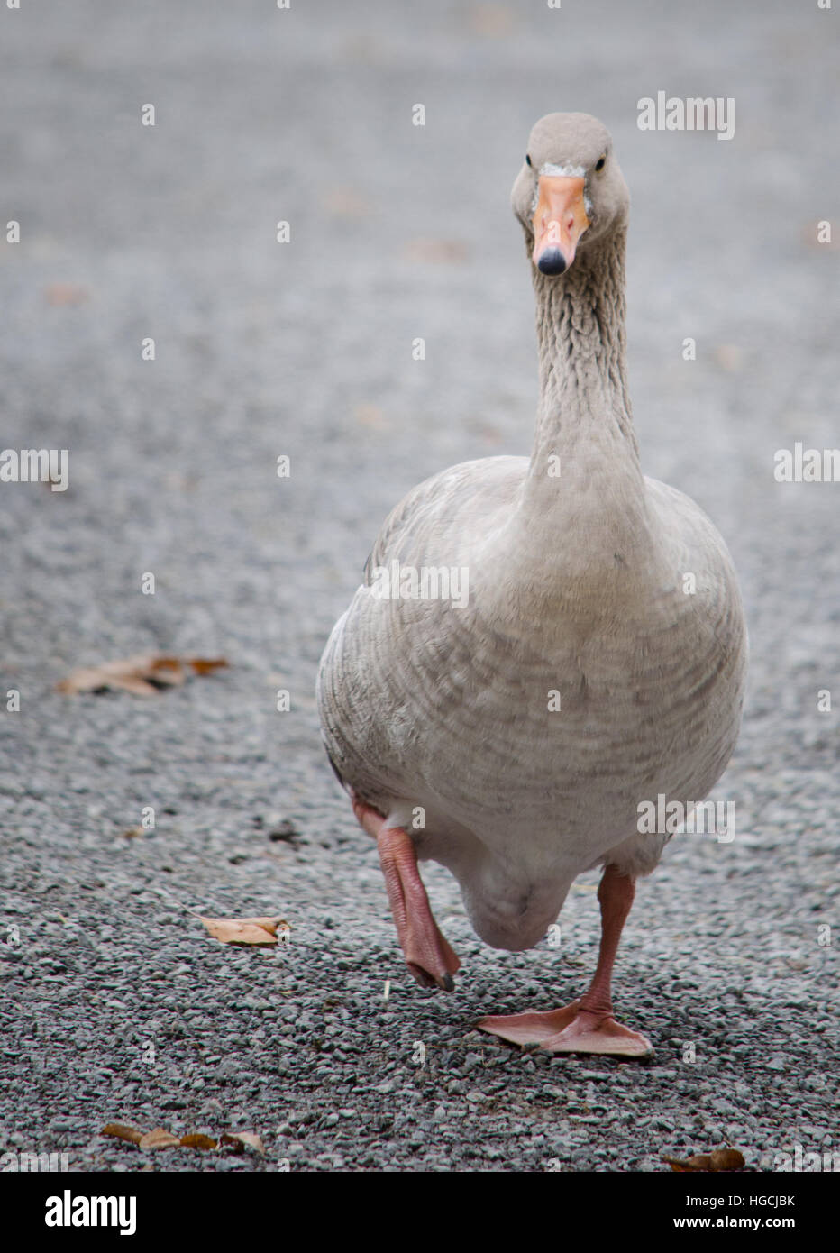 Face of duck hi-res stock photography and images - Alamy