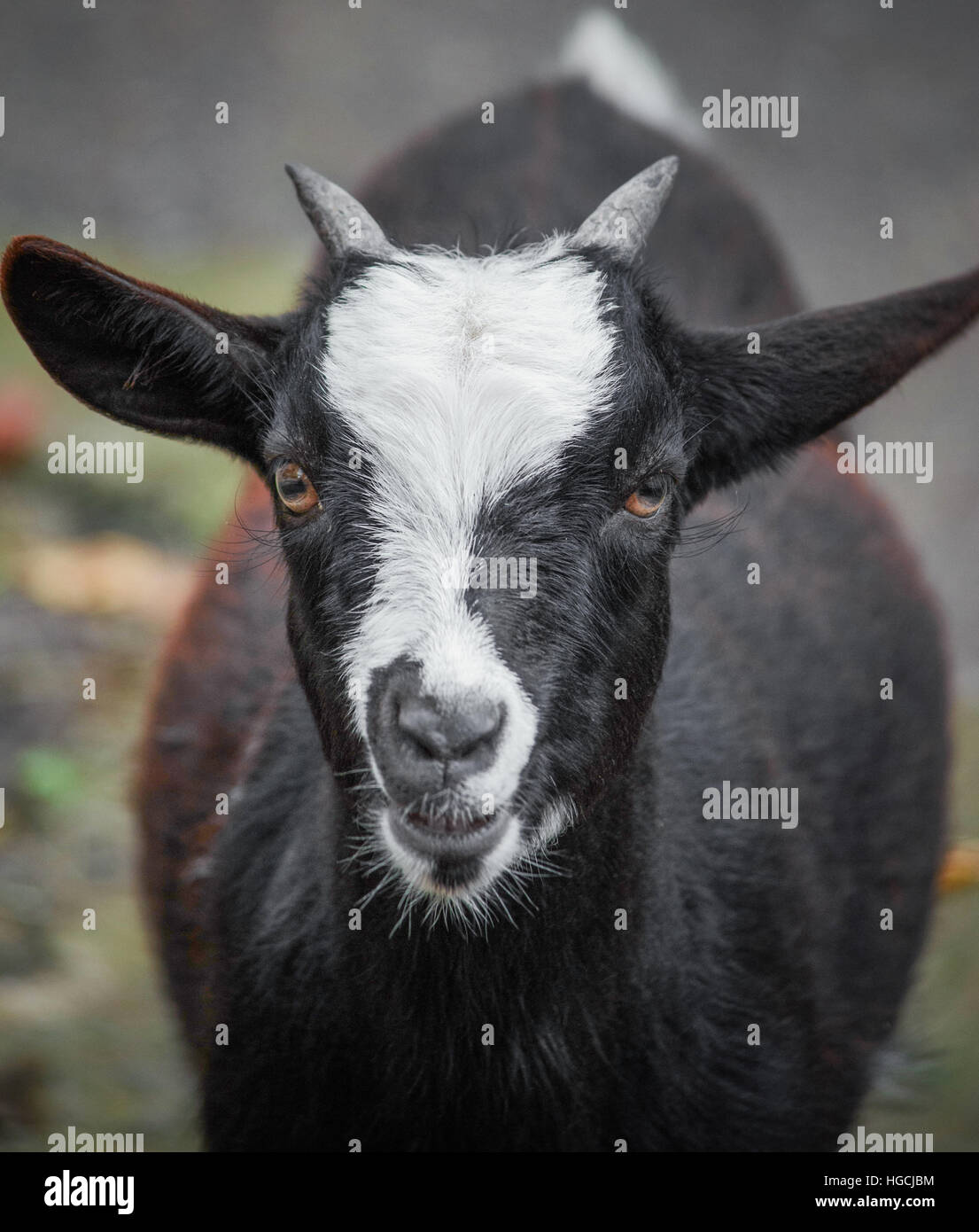 Front of face hi-res stock photography and images - Alamy