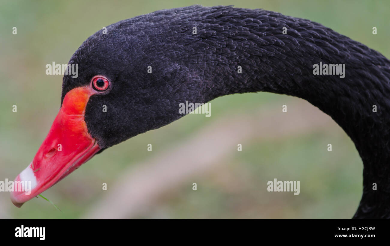Swan Face High Resolution Stock Photography and Images - Alamy
