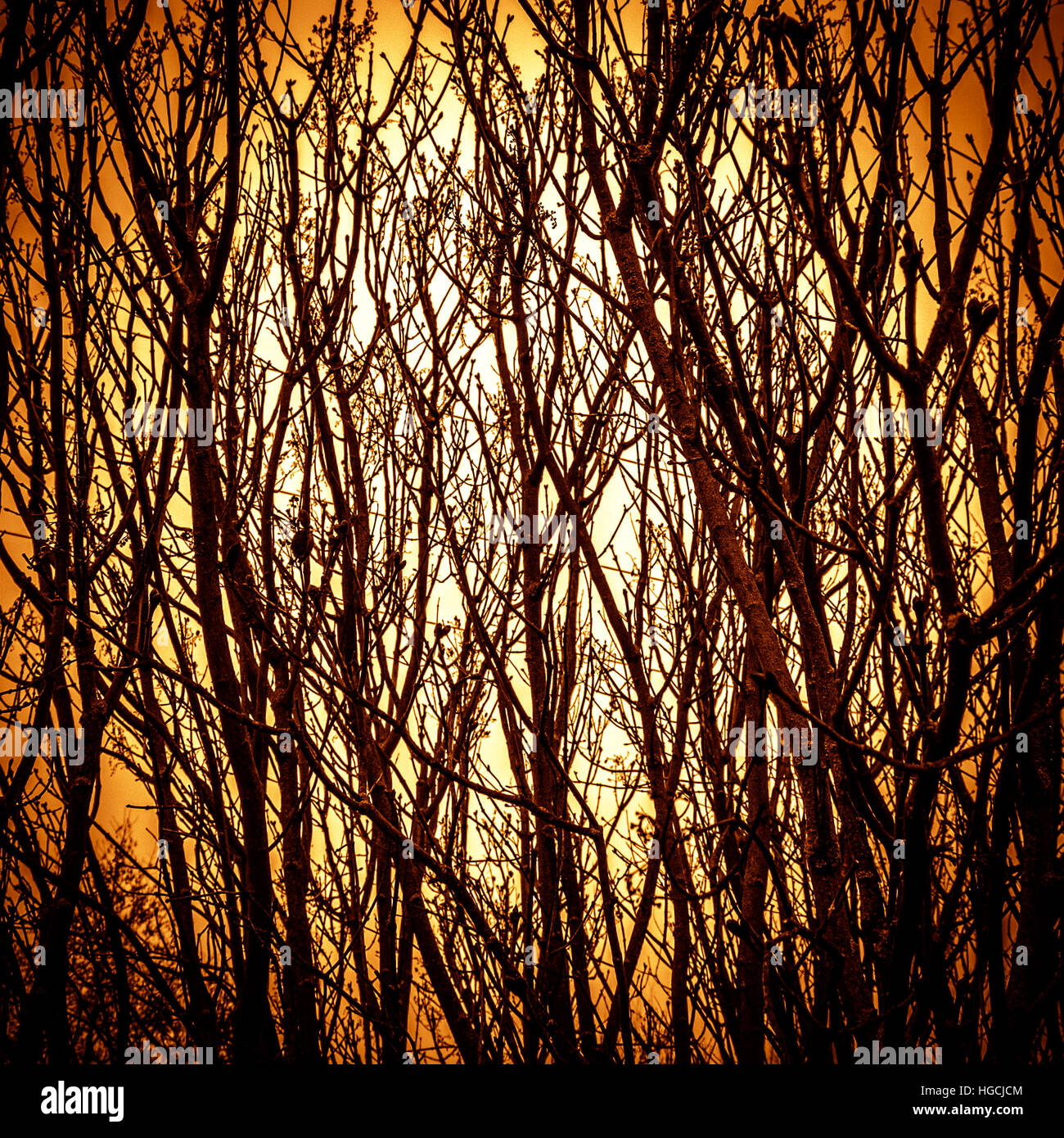 Abstract trees hi-res stock photography and images - Alamy