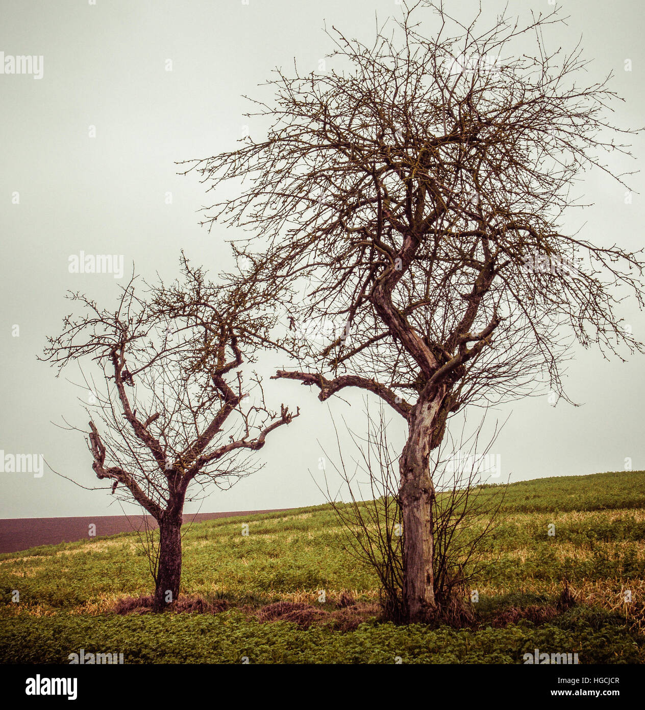 Trees tree nature countryside hi-res stock photography and images - Alamy